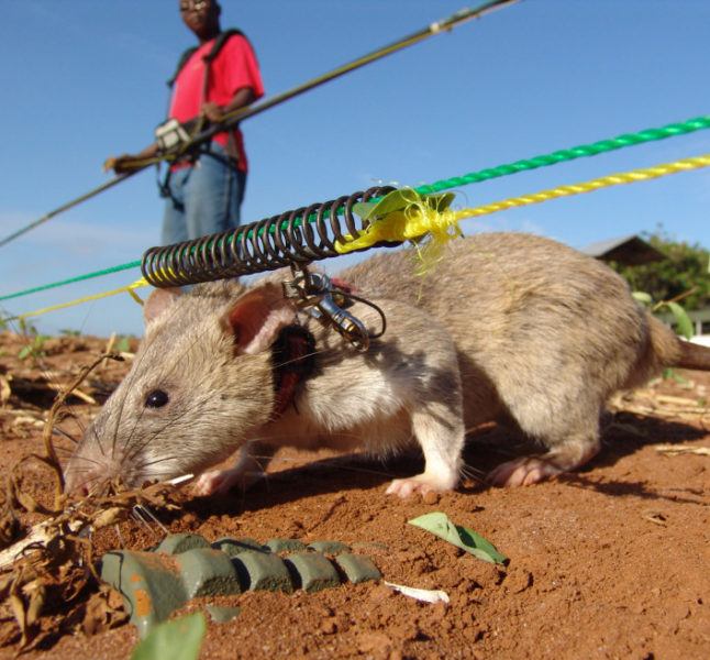 Apopo: Training detection HEROrats to save lives – Sosense